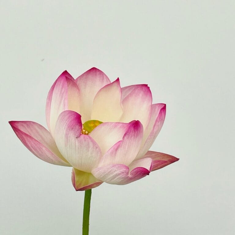 Introduction to Mindfulness - Eight-Week Course - NEMAA